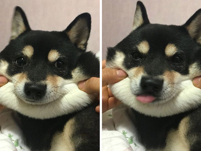 10 bochechas de cachorro que são praticamente impossíveis de resistir
